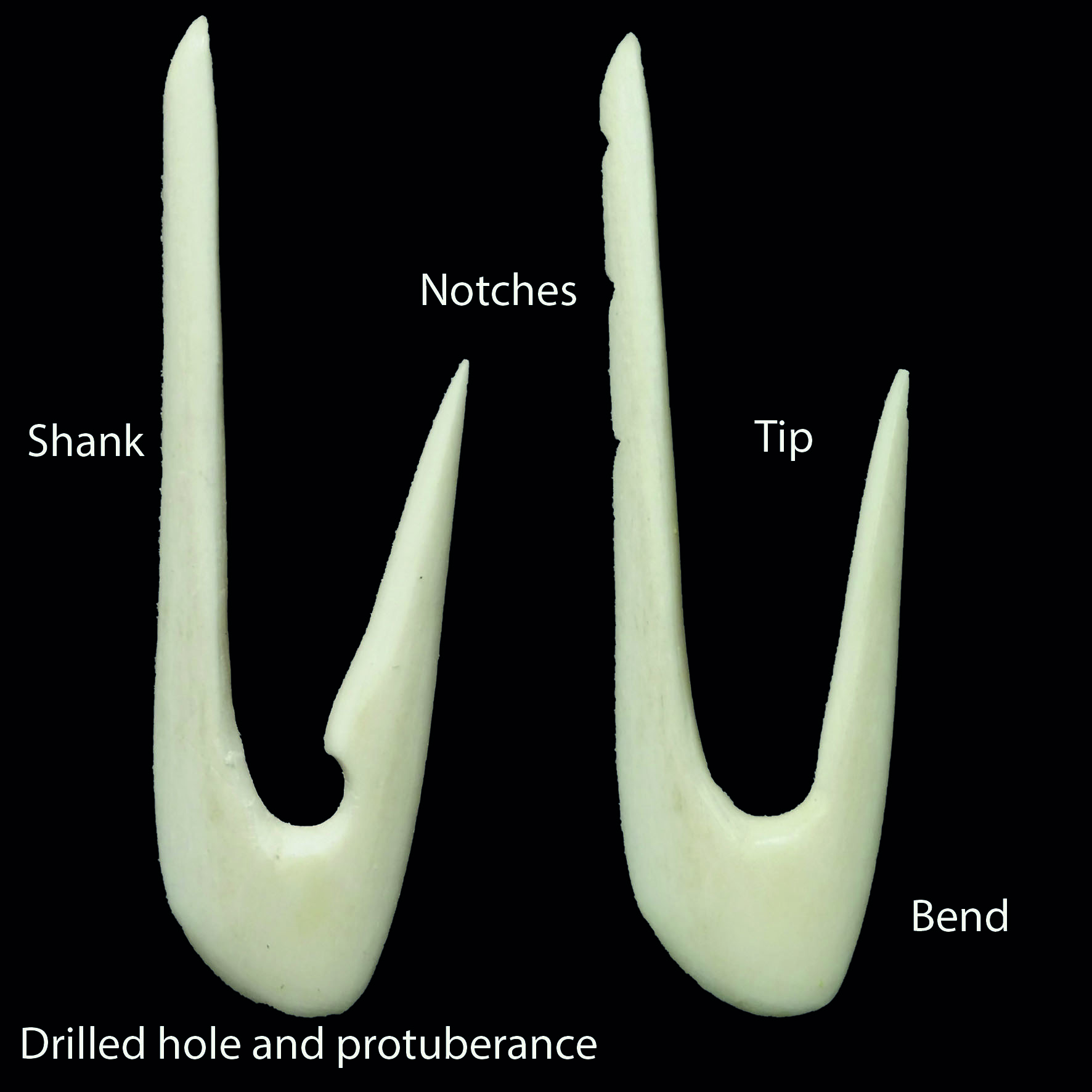 Roe Deer as Raw Material for Middle Mesolithic Fishhooks? An Experimental Approach to the ...